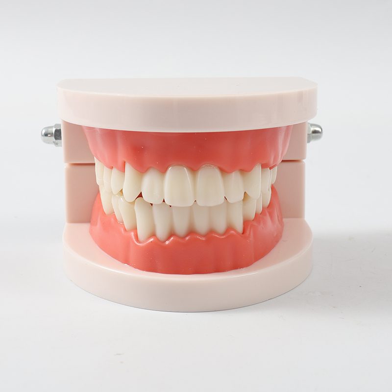 Standard Practice Tooth Model - Hengmai